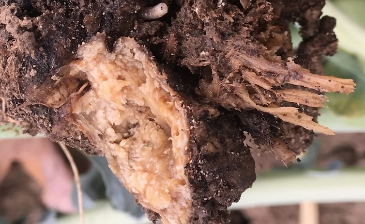 Cimegra insecticide receives emergency use registration for managing cabbage maggot | The Grower